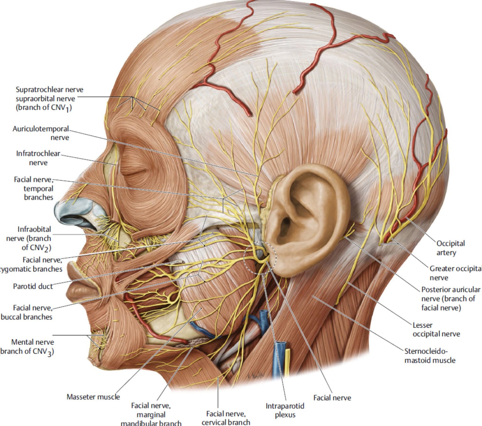 Understanding Nerve VII Inflammation: Causes, Symptoms, and Approaches ...